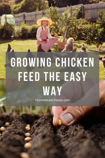 Growing Chicken Feed: How to Produce Them in the Best Ways Possible ...