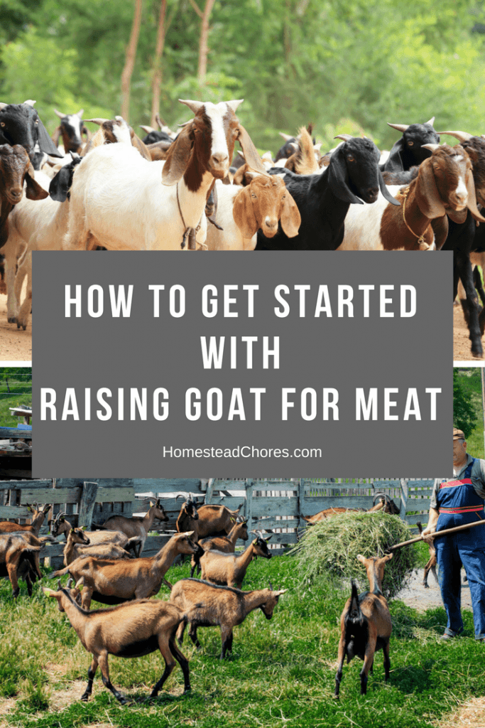 How to Get Started With Raising Goat for Meat - HomesteadChores.com